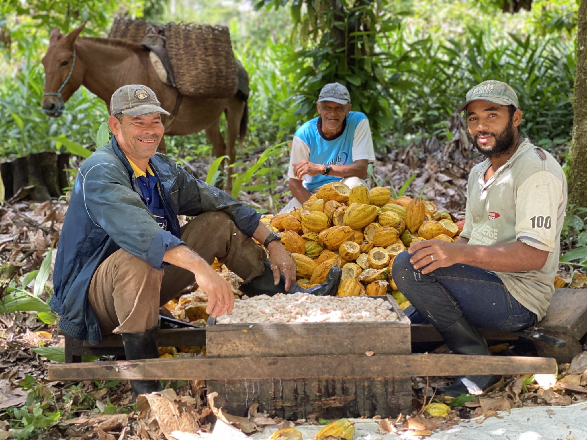 Brazil - Make Mine Fine